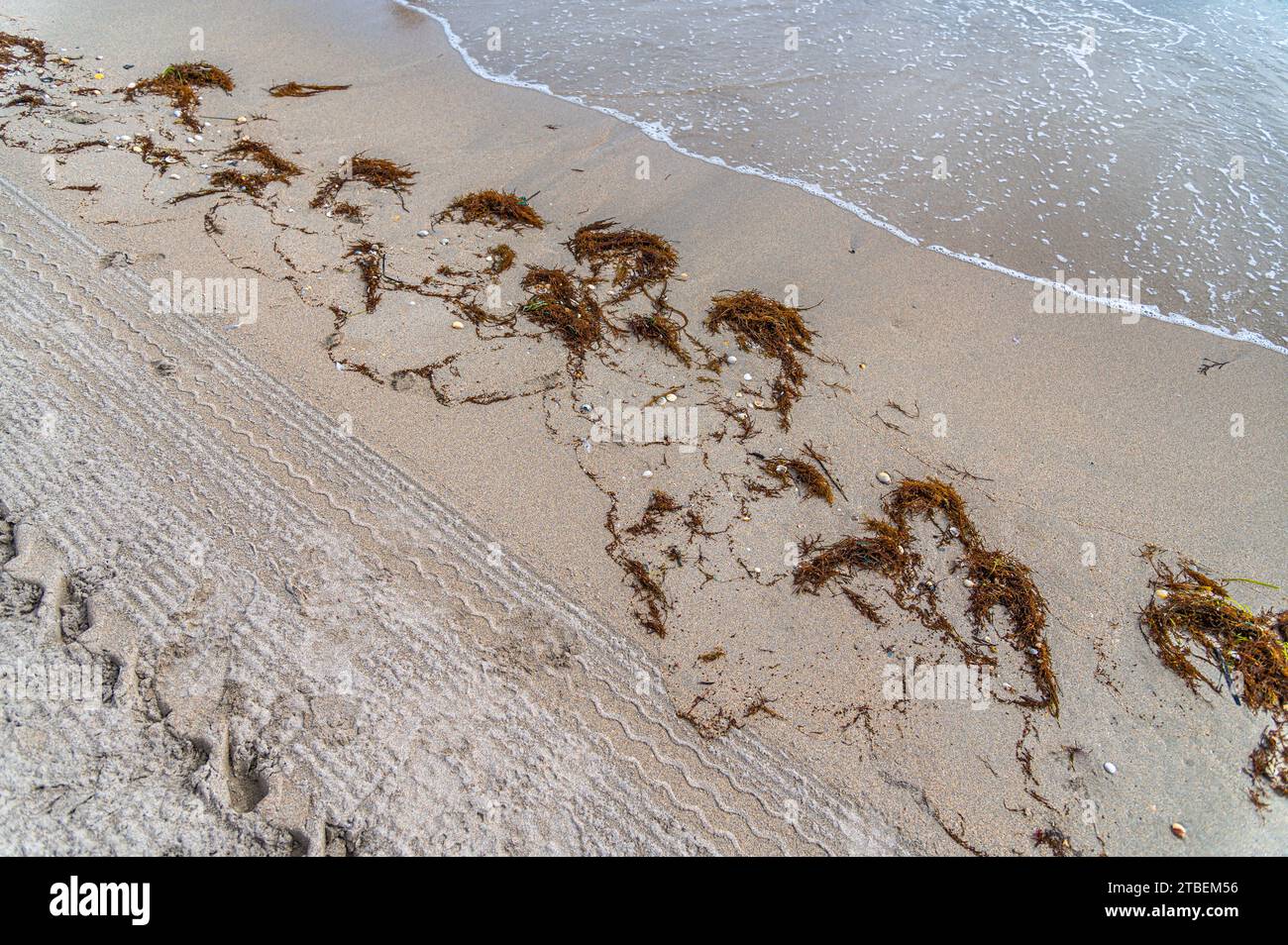 Natural background of seaweed and shells on the beach Stock Photo - Alamy