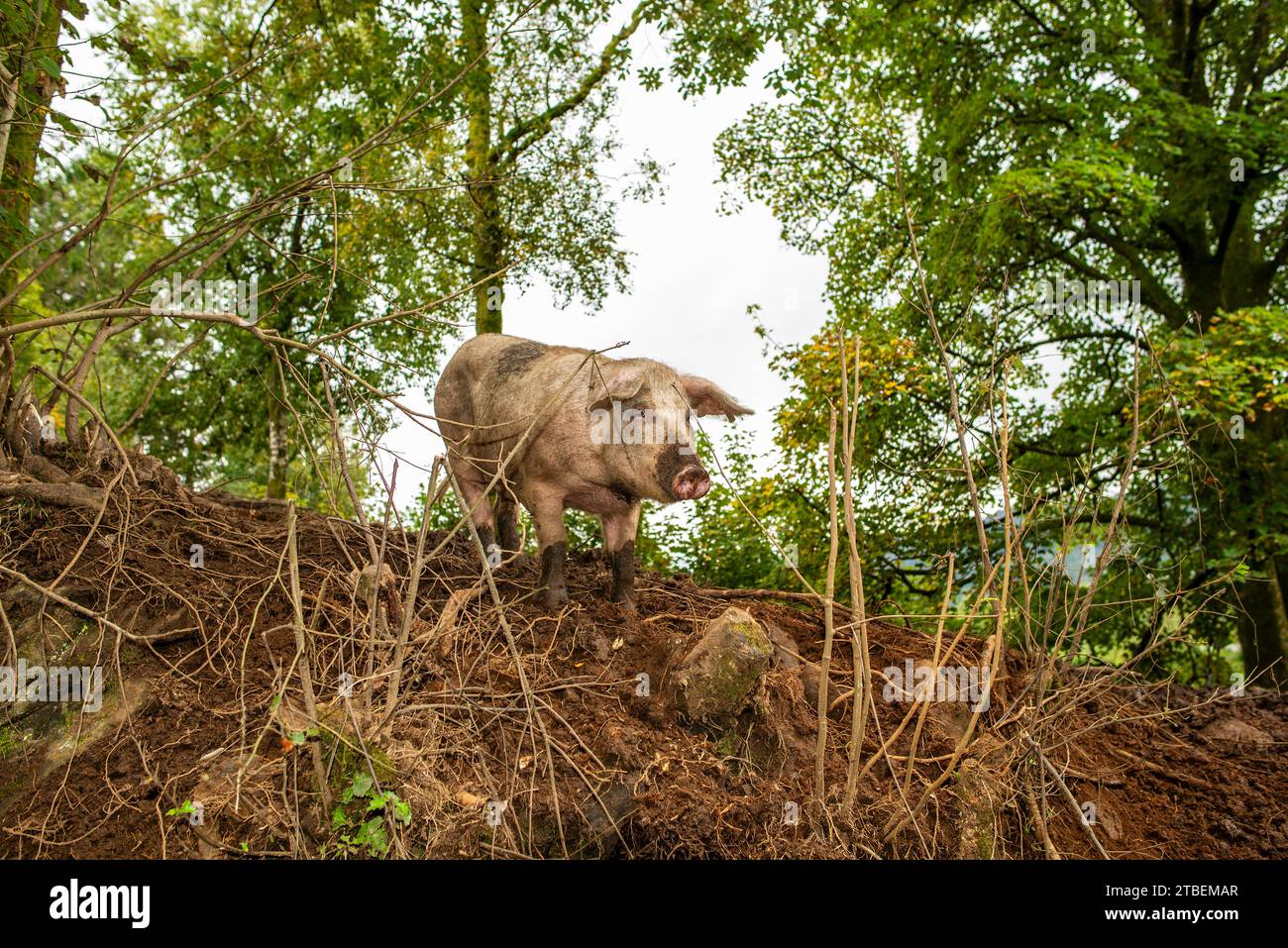 Pig in the woods at summertime Stock Photo - Alamy