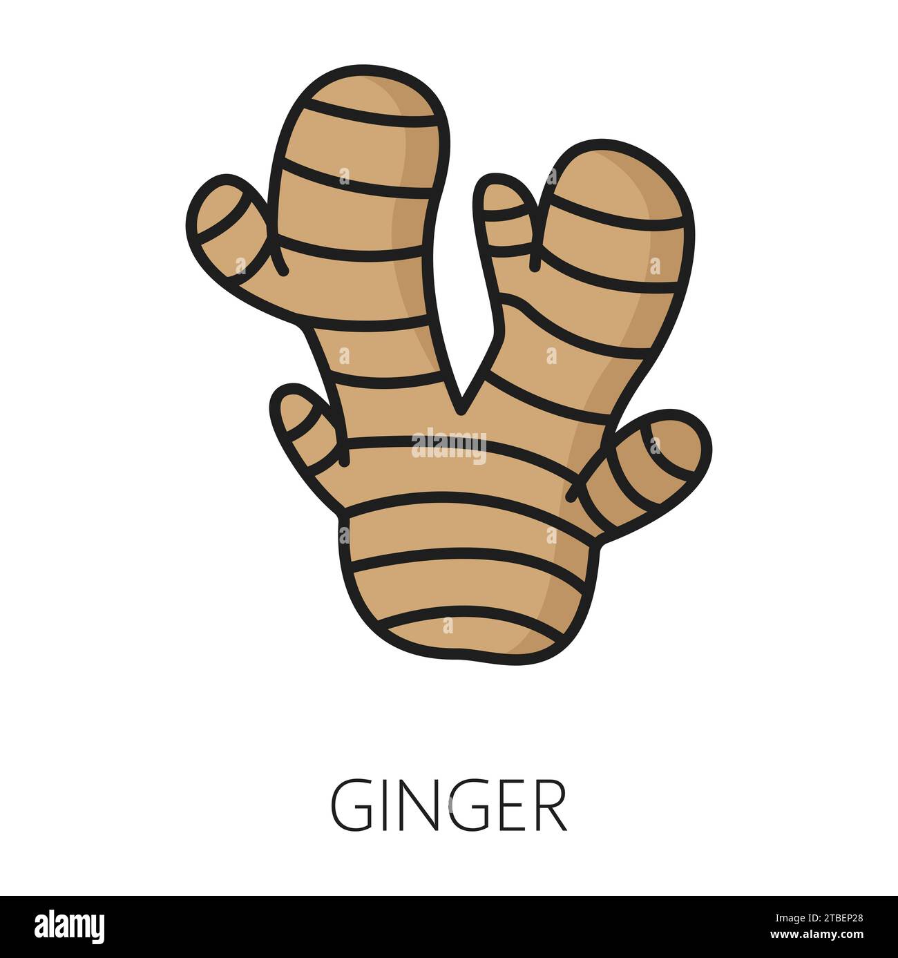 Rhizoma rhizome hi-res stock photography and images - Alamy