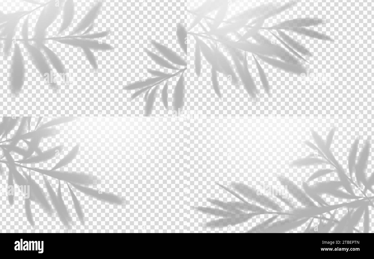 Palm tree shadows and bamboo hi-res stock photography and images - Alamy