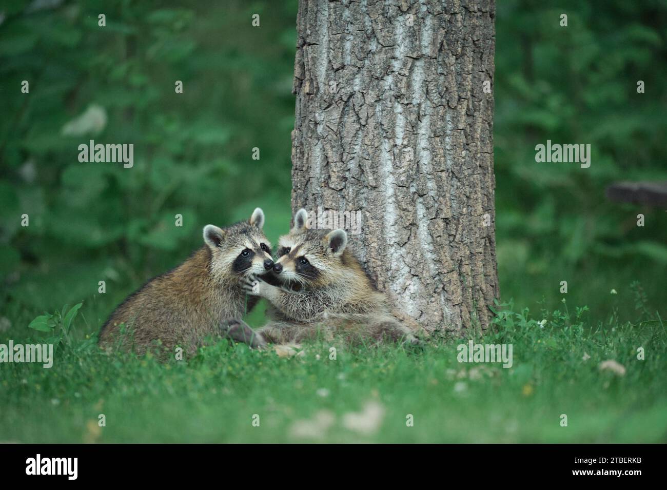 Jeunes raton laveur hi-res stock photography and images - Alamy