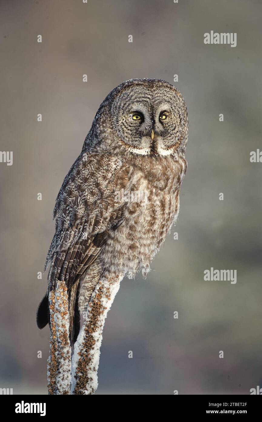Great Grey Owl perchant on a tree Stock Photo - Alamy