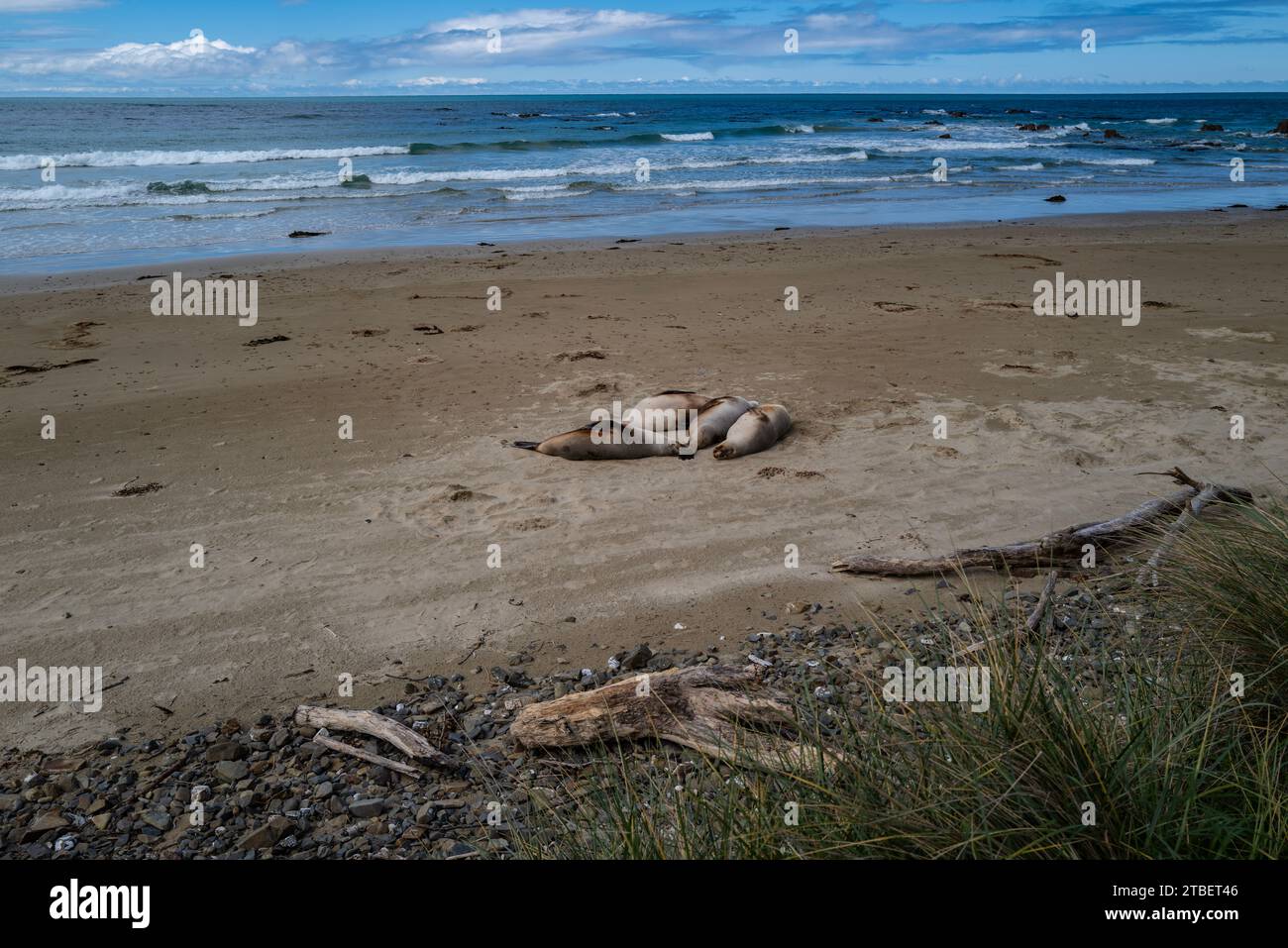 Road trip around the South Island of New Zealand. The headland of ...
