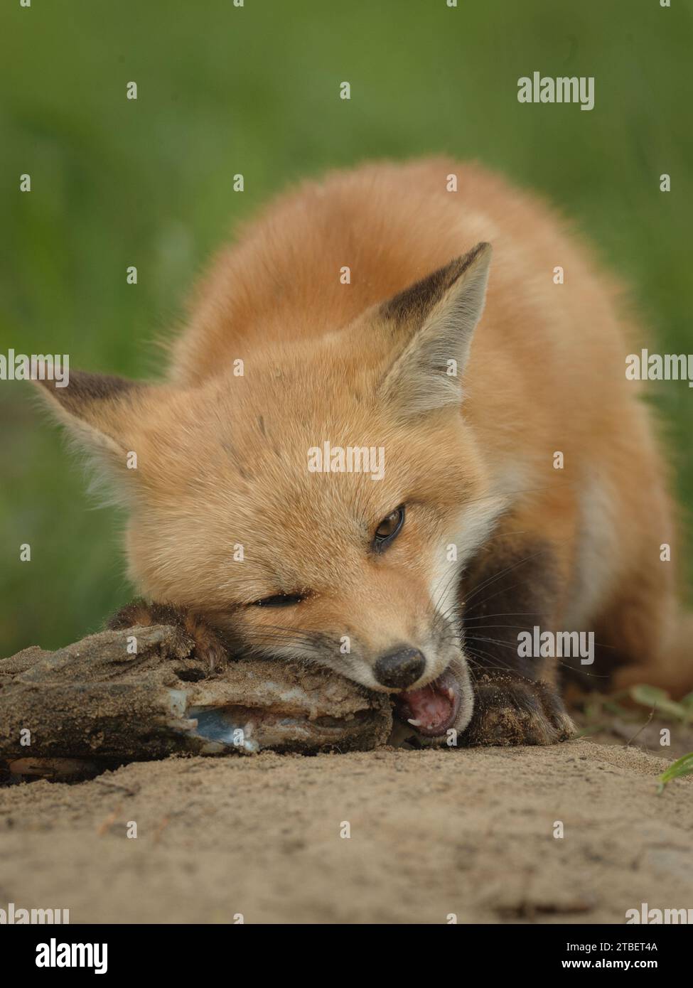 Young Red Fox eating a carcass Stock Photo - Alamy