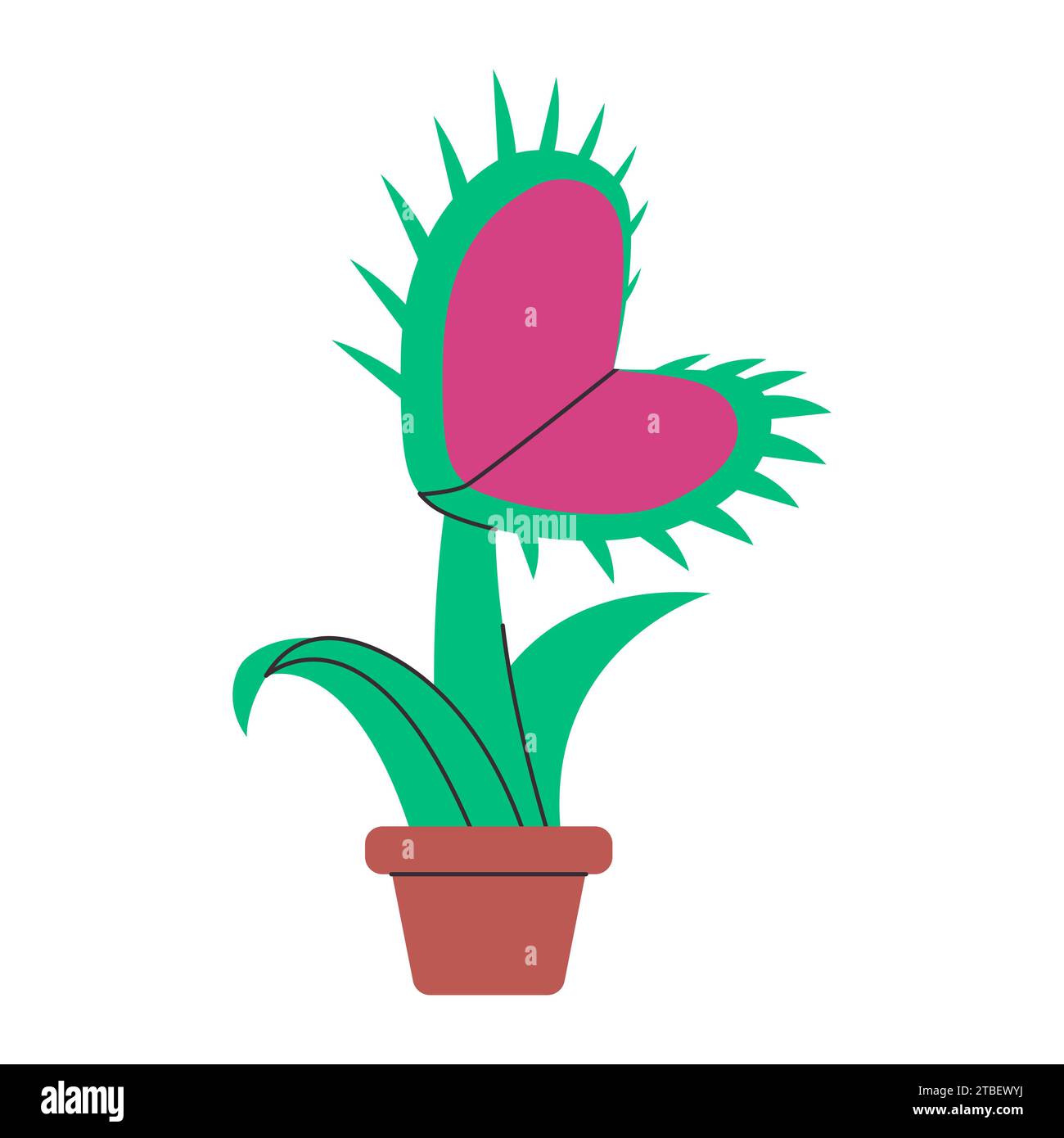 venus flytrap pot wild nature carnivorous plant for catch insect with ...