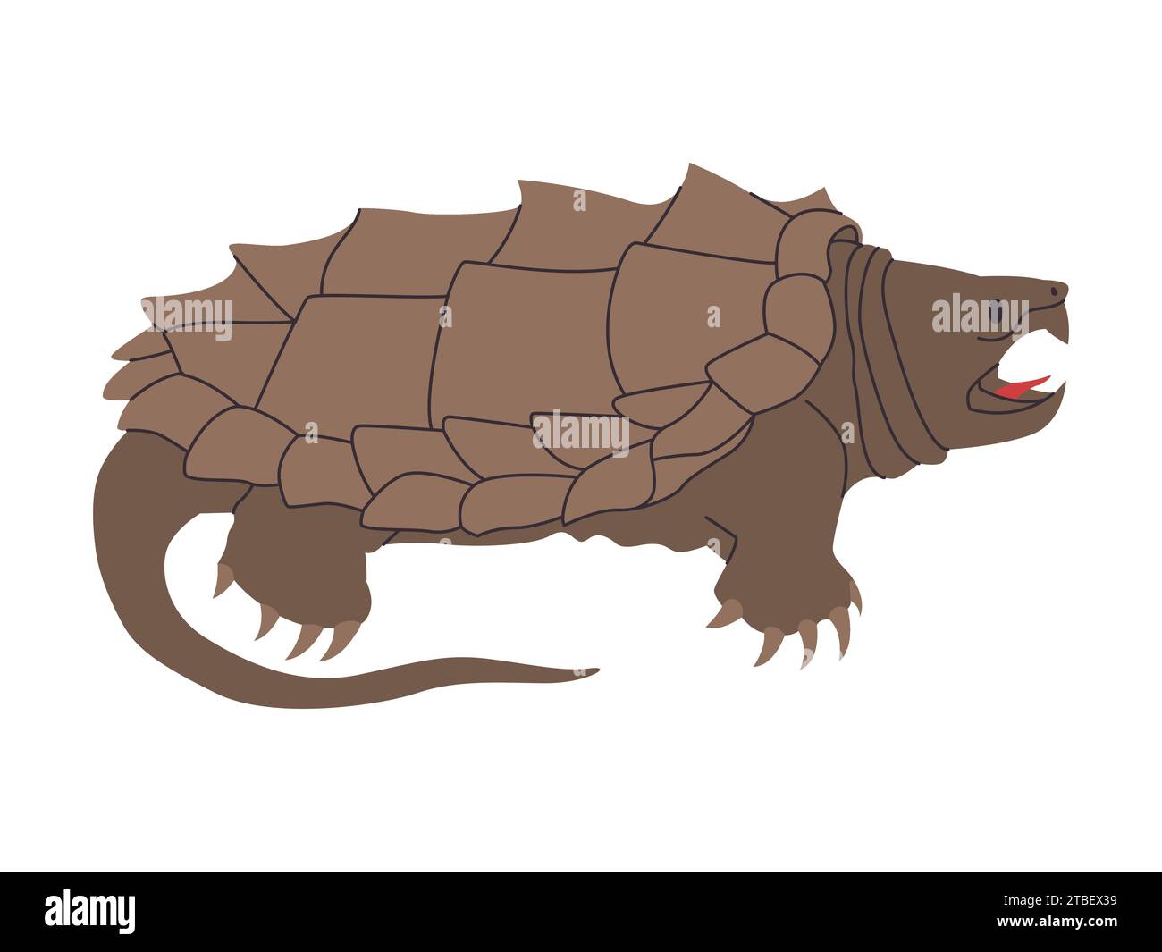 Alligator snapping turtle north america Stock Vector Images - Alamy