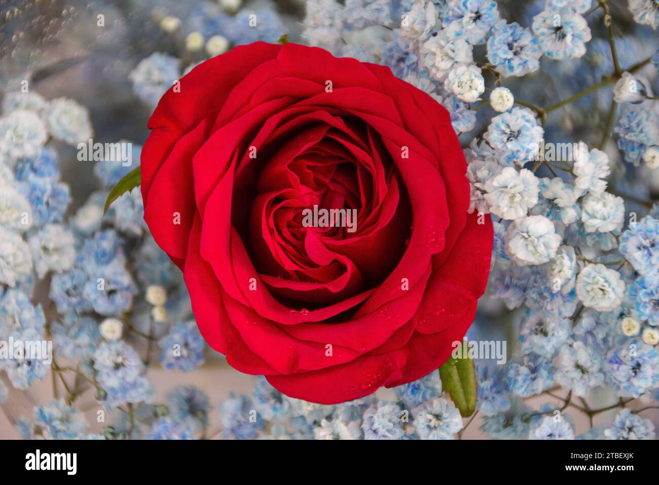A big red rose between the smaller white and blue flowers, beautiful ...