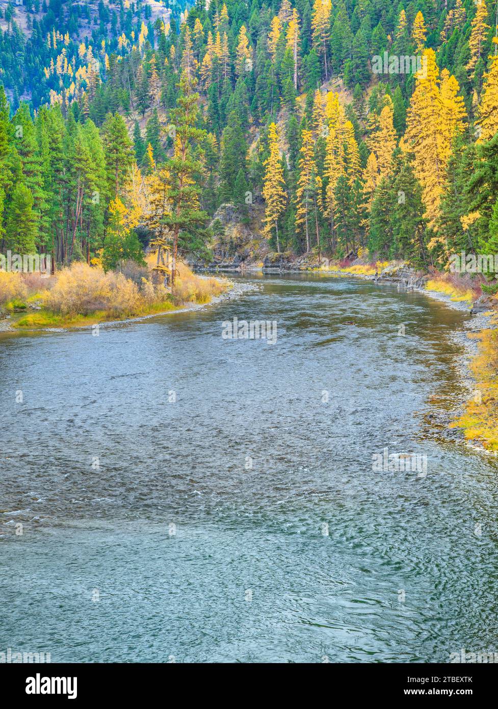 fall colors of larch along the blackfoot river at whitaker bridge ...