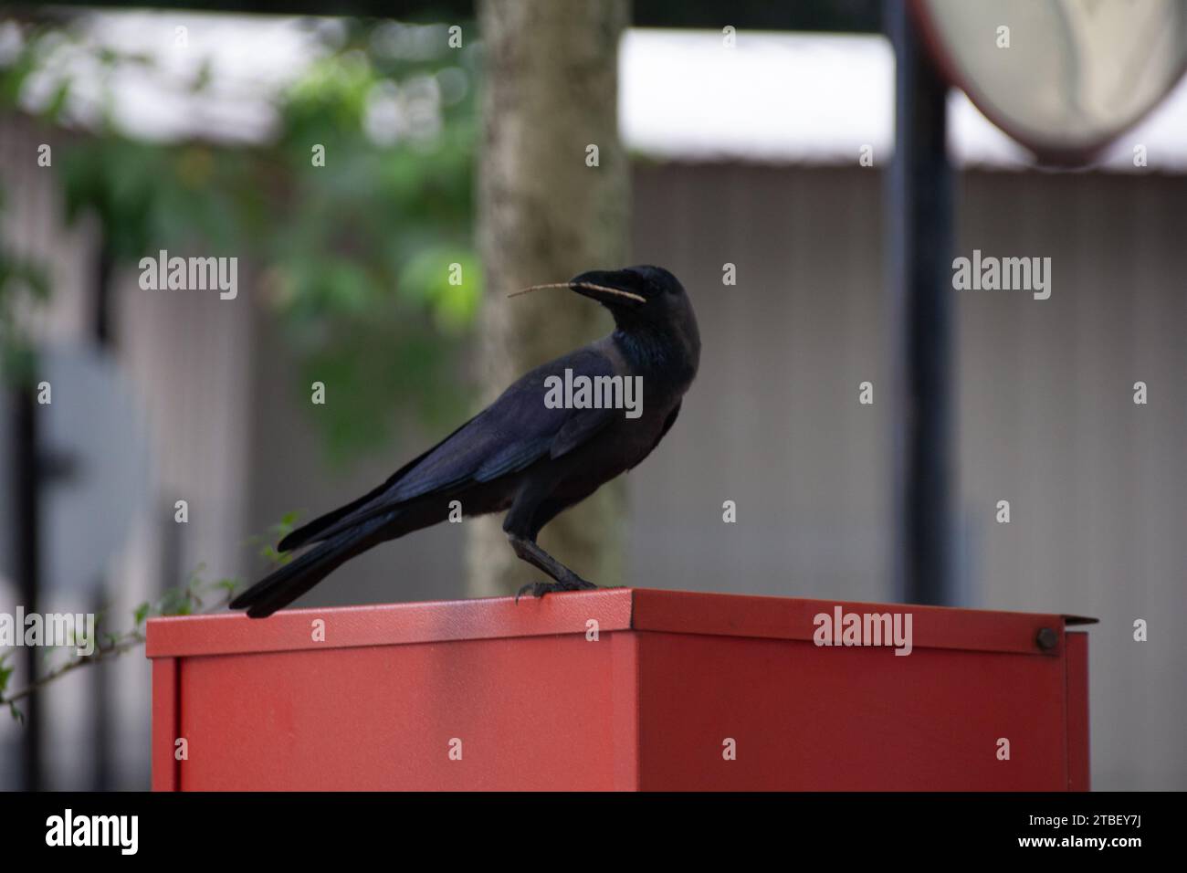 A black raven (black crow) holding a stick of tree at Kuala Lumpur ...