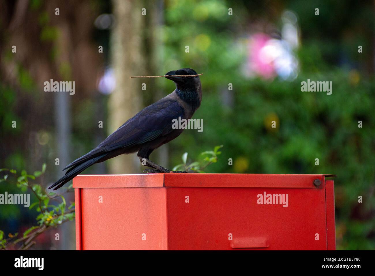Crow stick bird hi-res stock photography and images - Alamy
