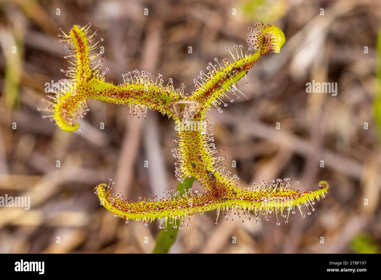 Forked Sundew plant showing sticky droplets for catching insects Stock ...