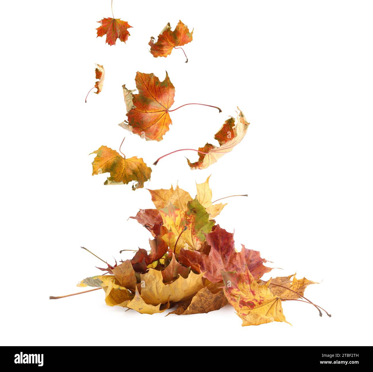 Dry autumn leaves falling into pile on white background Stock Photo - Alamy