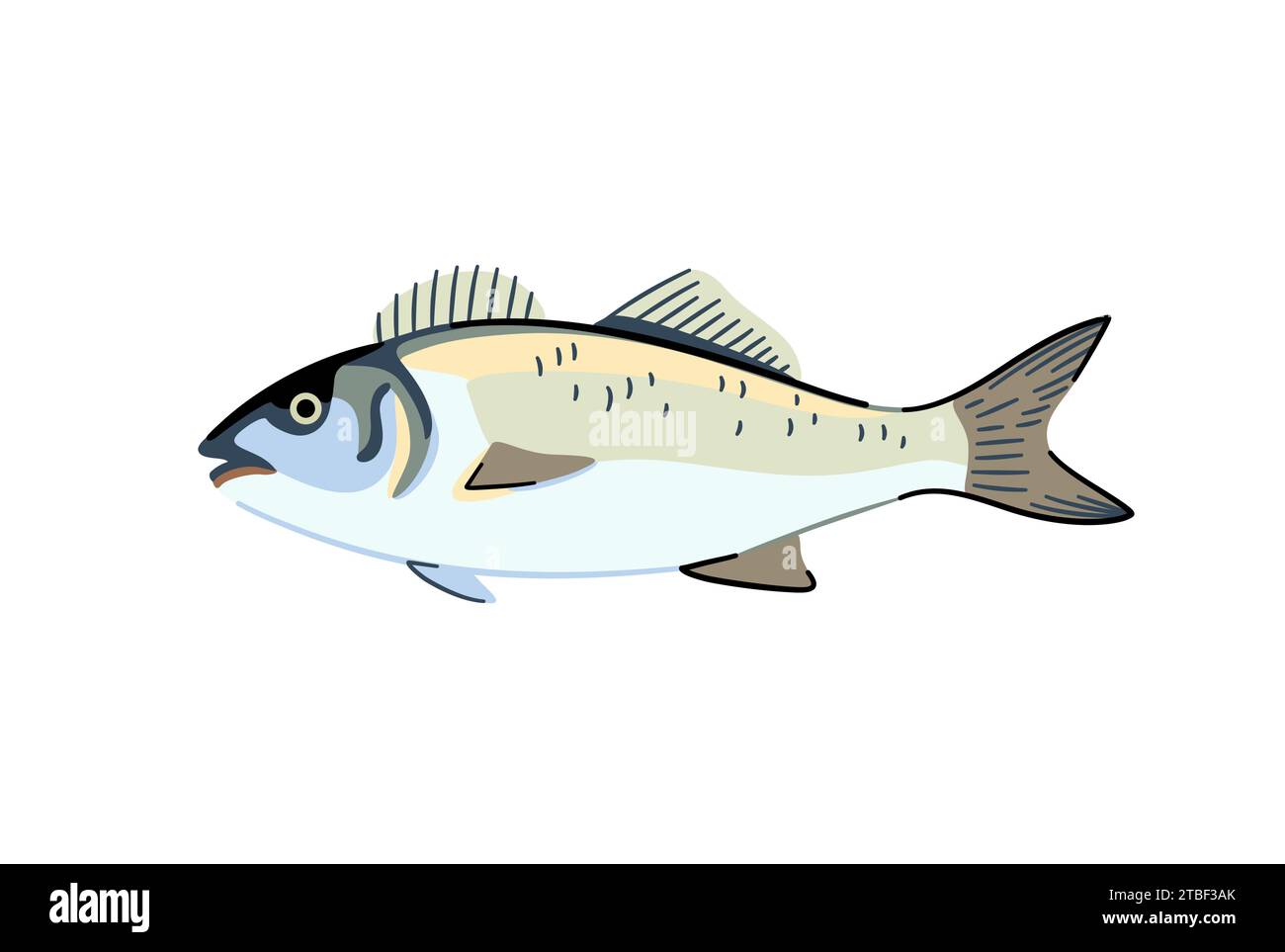 Sea bass. Commercial seafood fish. Isolated design element. Vector ...