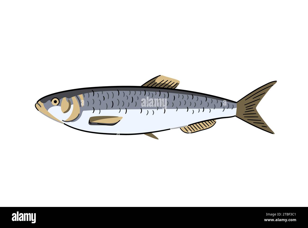 Herring. Commercial seafood fish. Isolated design element. Vector ...