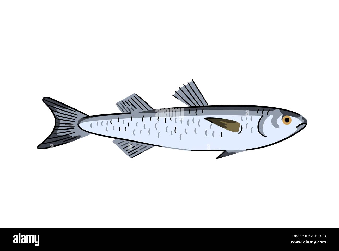Gray mullet. Commercial seafood fish. Isolated design element. Vector ...