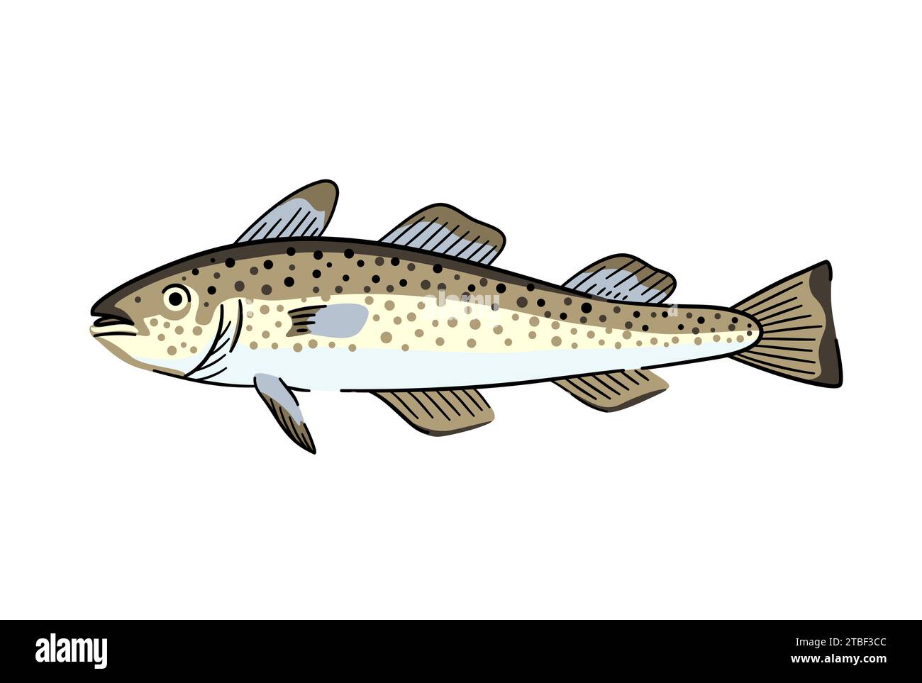 Cod fish, commercial seafood fish. Isolated design element. Vector ...