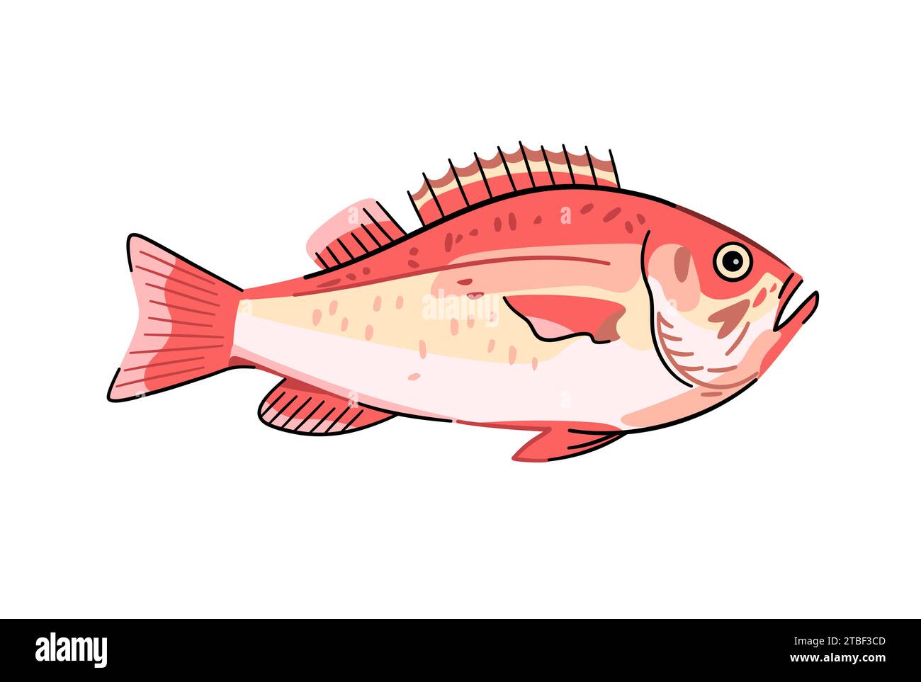 Red ocean perch. Commercial seafood fish. Isolated design element ...