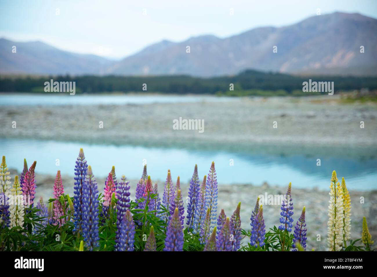 lake tekapo lupines Stock Photo - Alamy