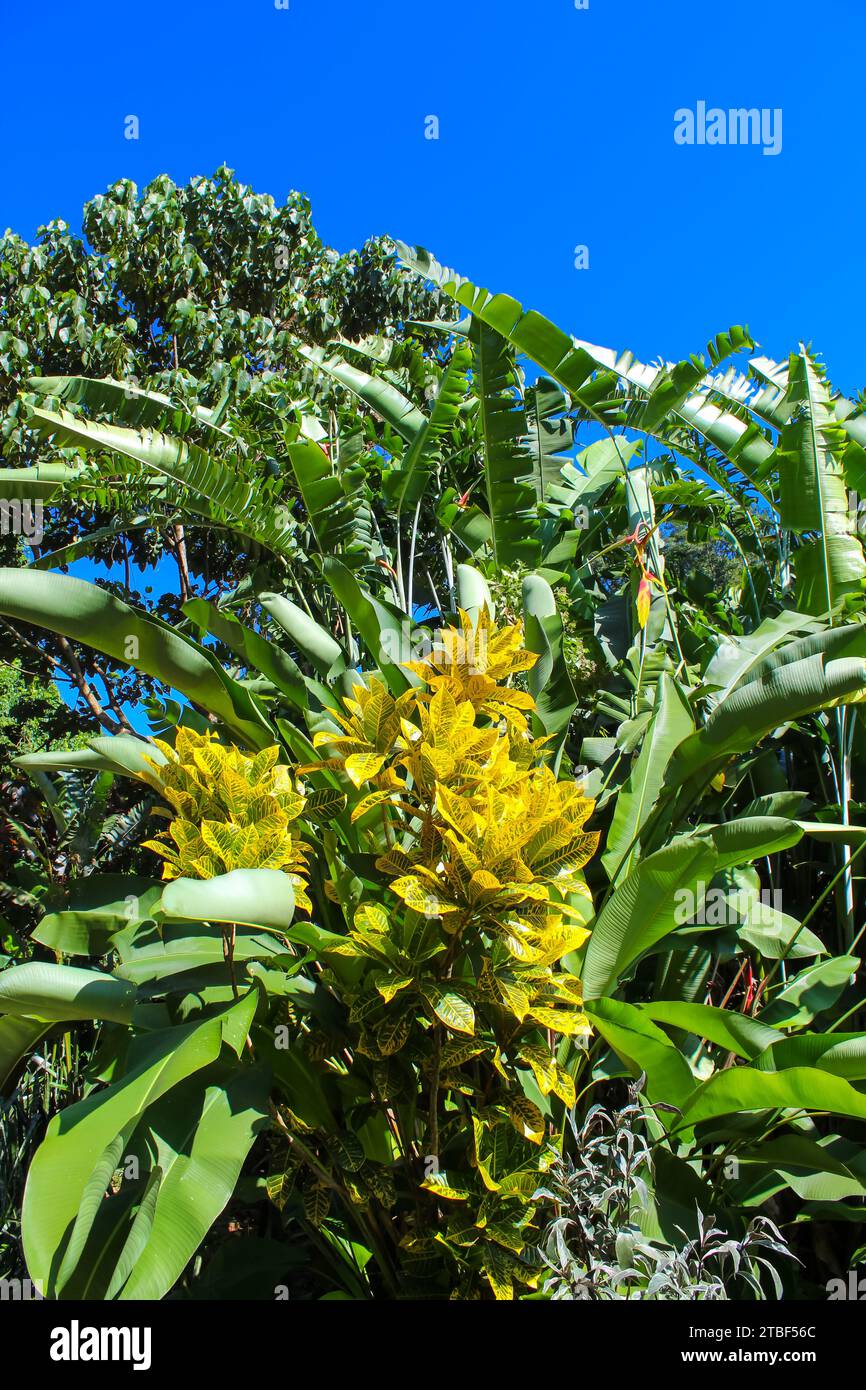 Flowers at Kings Botanical Garden in Peradeniya, Kandy, Sri-Lanka ...