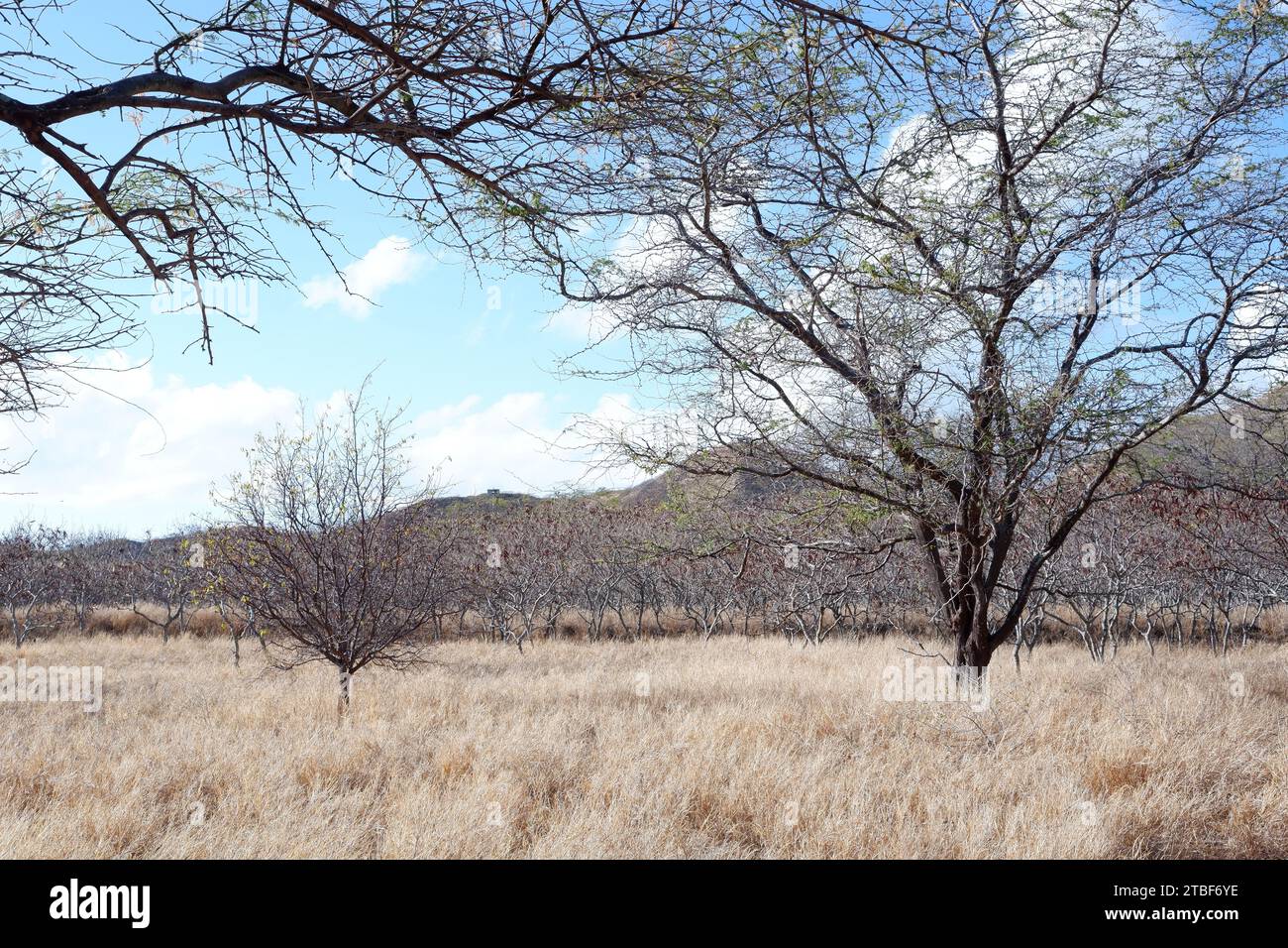 Photo of Diamond Head in Diamond Head State Monument located in ...