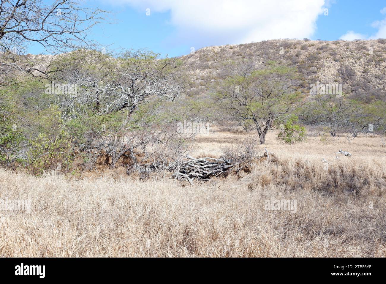 Photo of Diamond Head in Diamond Head State Monument located in ...