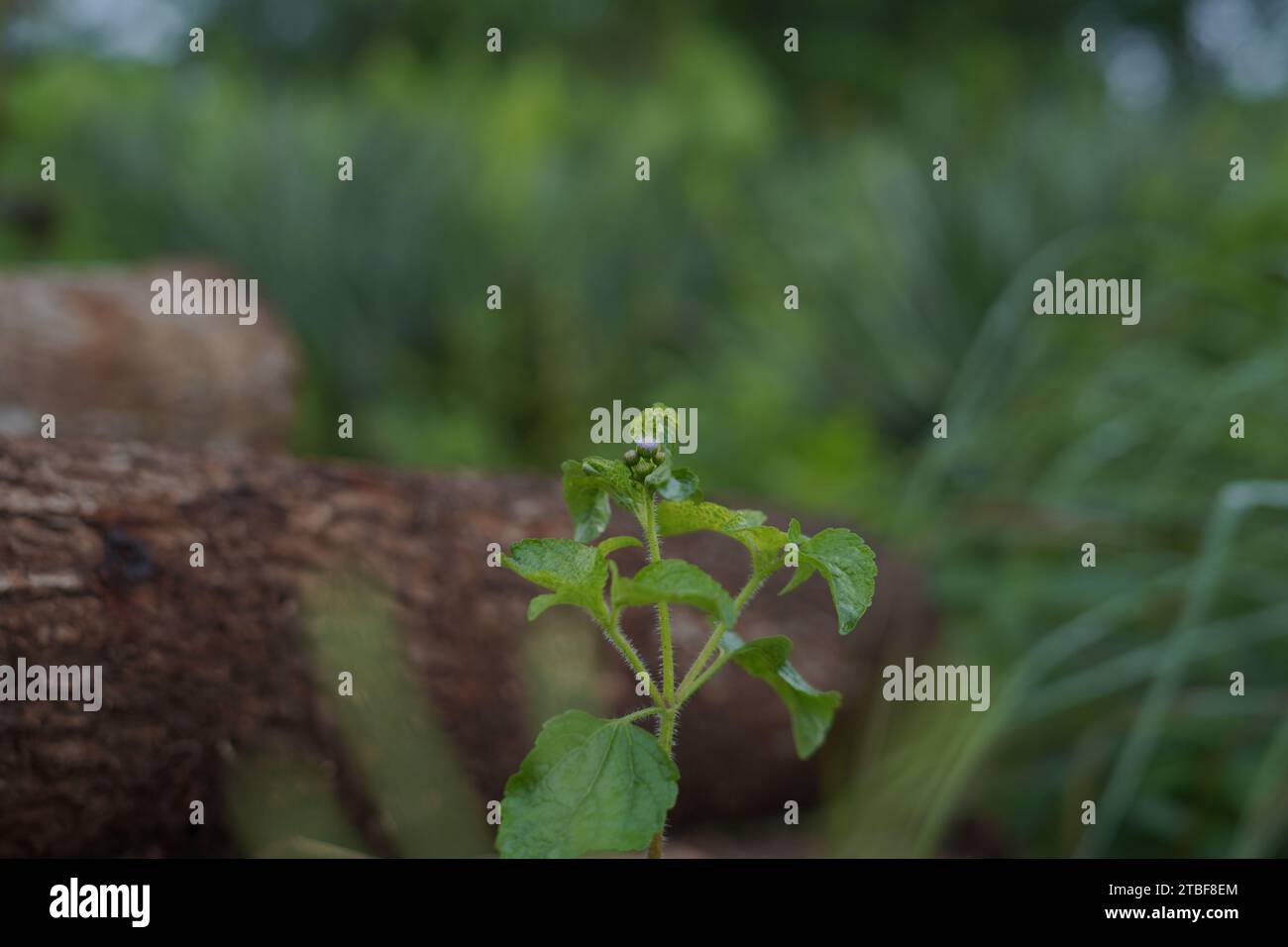 a plant that lives among the grass Stock Photo - Alamy