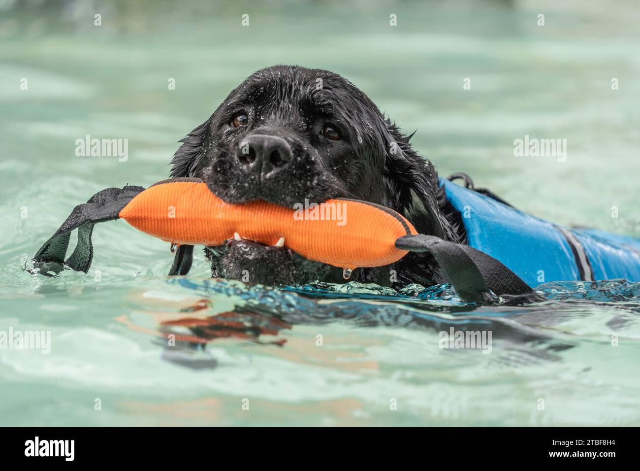 Happy family swimming pool hi-res stock photography and images - Alamy