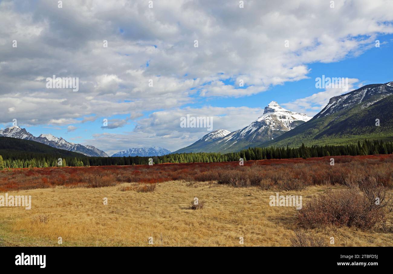 Panorama with Moose Meadows - Pilot Mountain, Canada Stock Photo - Alamy