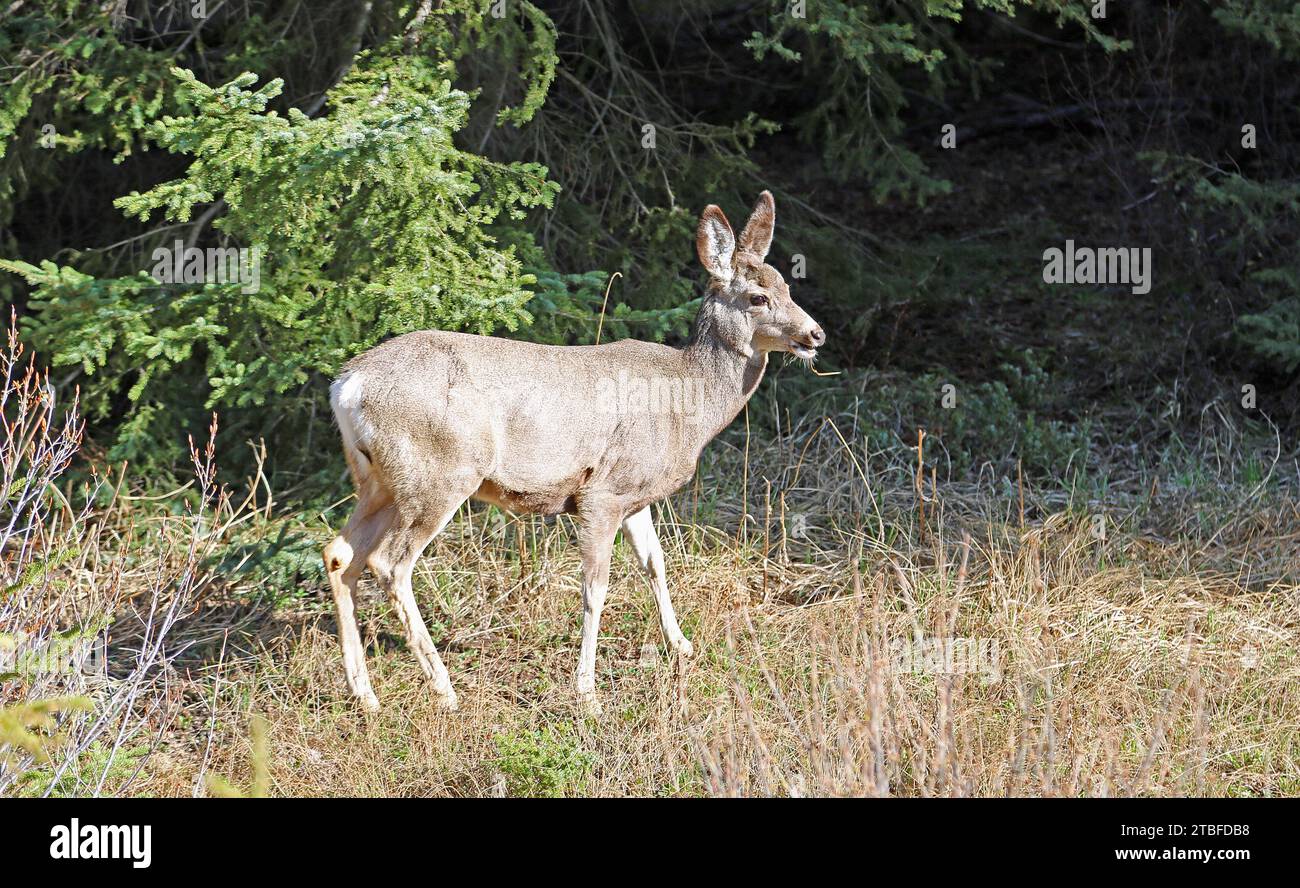 Female deer, Canada Stock Photo - Alamy