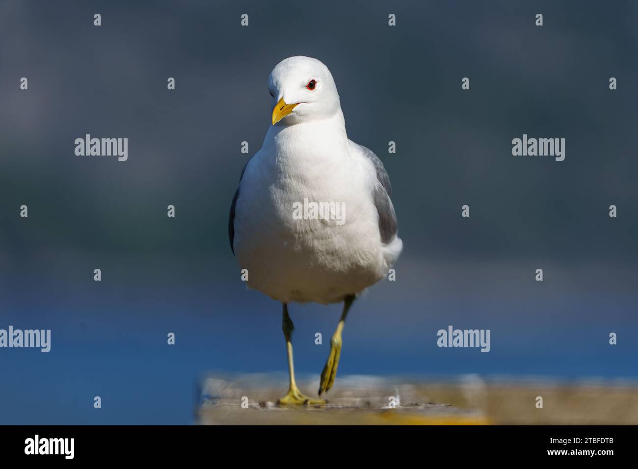 Majestic Northern Norwegian Seagull Close-up Photography with Stunning ...