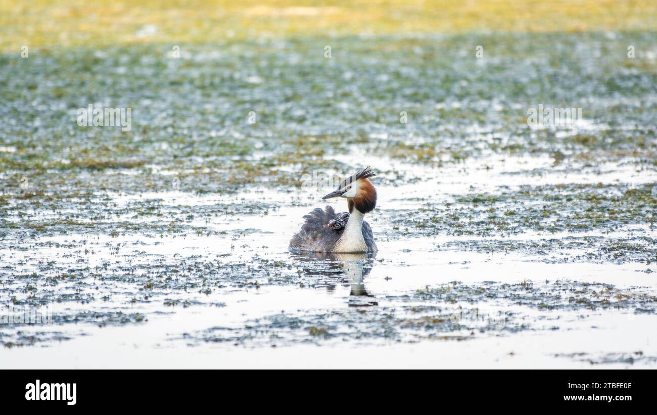 The water bird Great crested Grebe swimming in the lake, and its cute ...