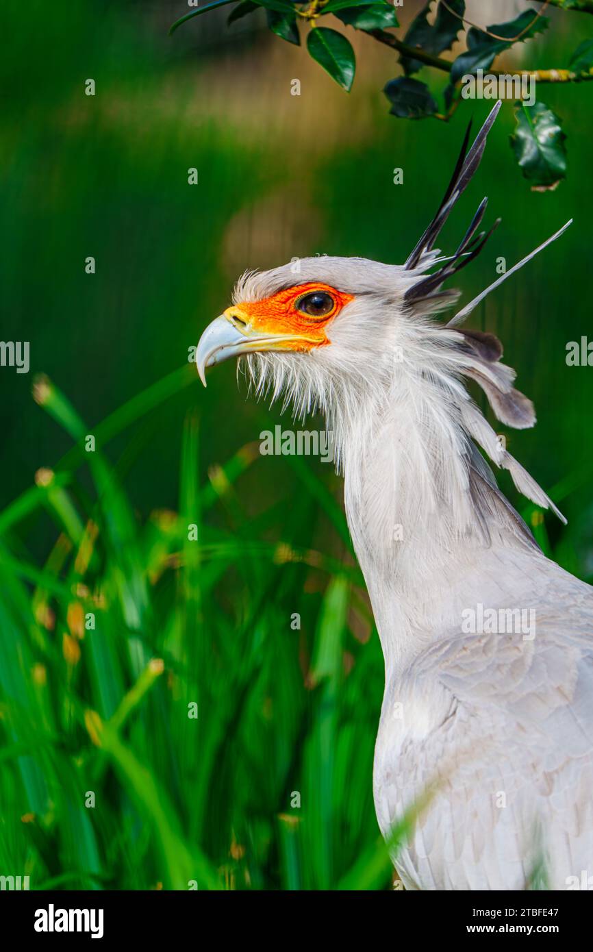 Wildlife conservation visualization hi-res stock photography and images ...