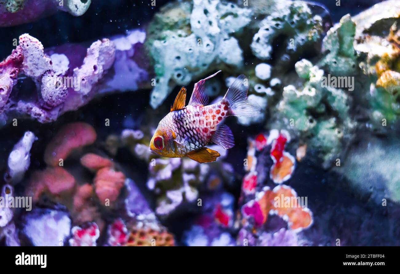 The pajama cardinalfish, spotted cardinalfish, coral cardinalfish, or ...