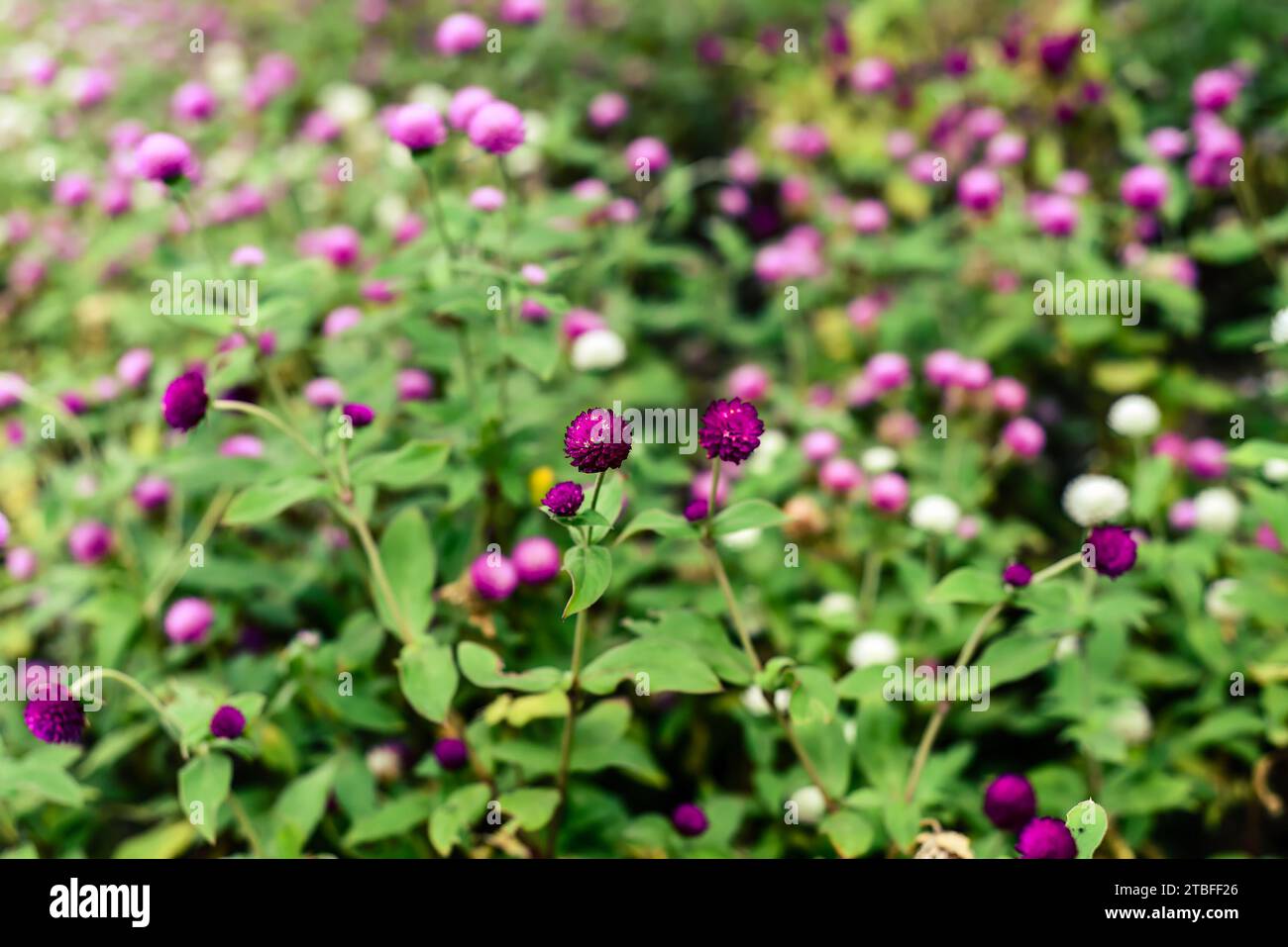 Gomphrena hi-res stock photography and images - Alamy