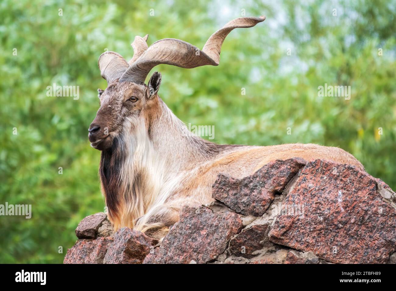 Close-up portrait of Markhor, Capra falconeri, wild goat native to ...