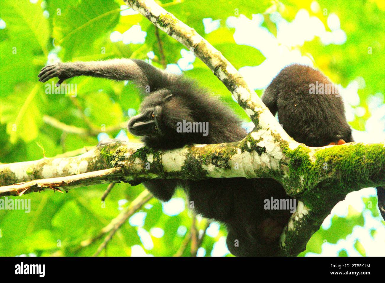 Forest microclimate warming hi-res stock photography and images - Alamy