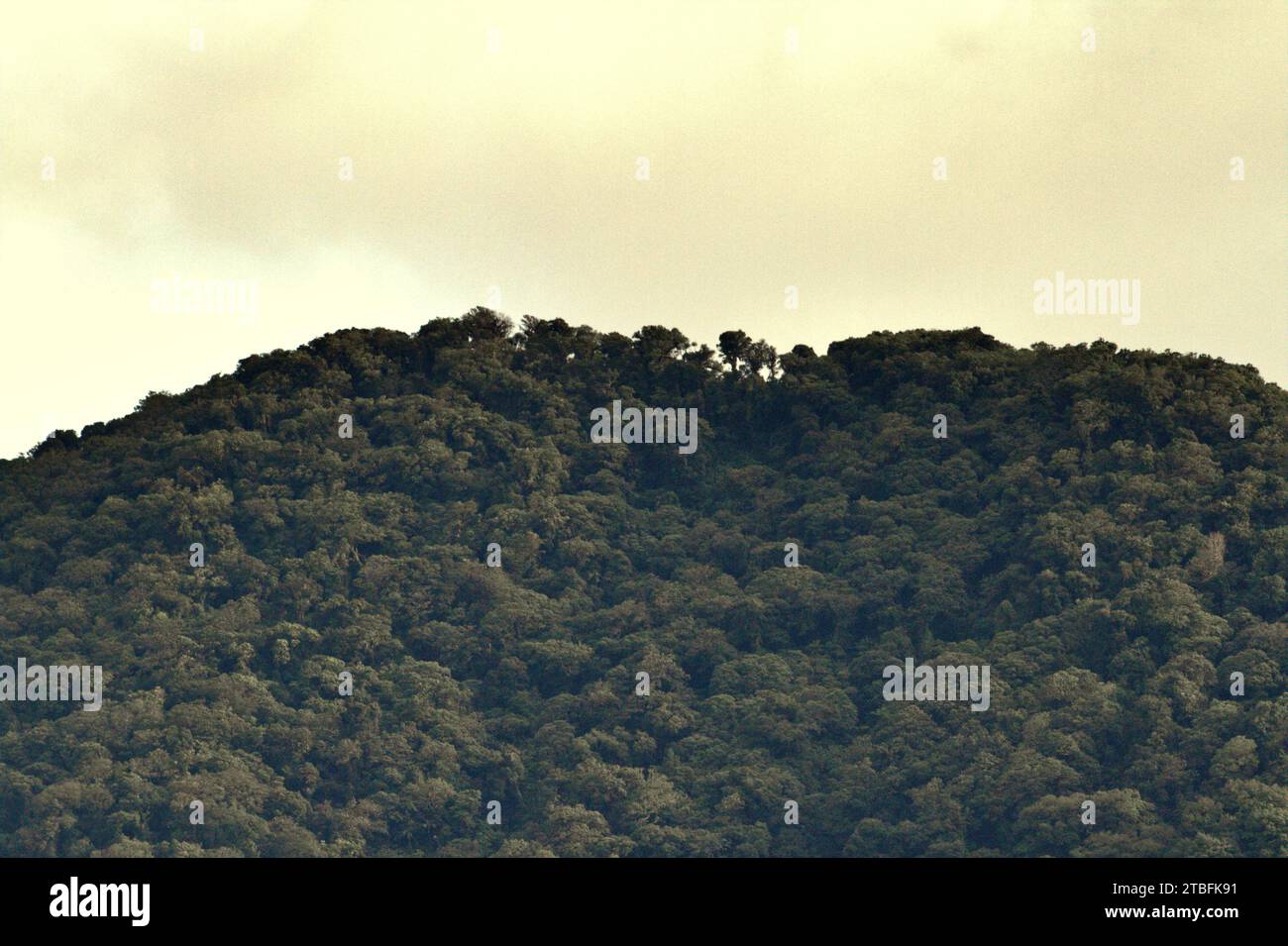 Rainforest microclimate warming hi-res stock photography and images - Alamy