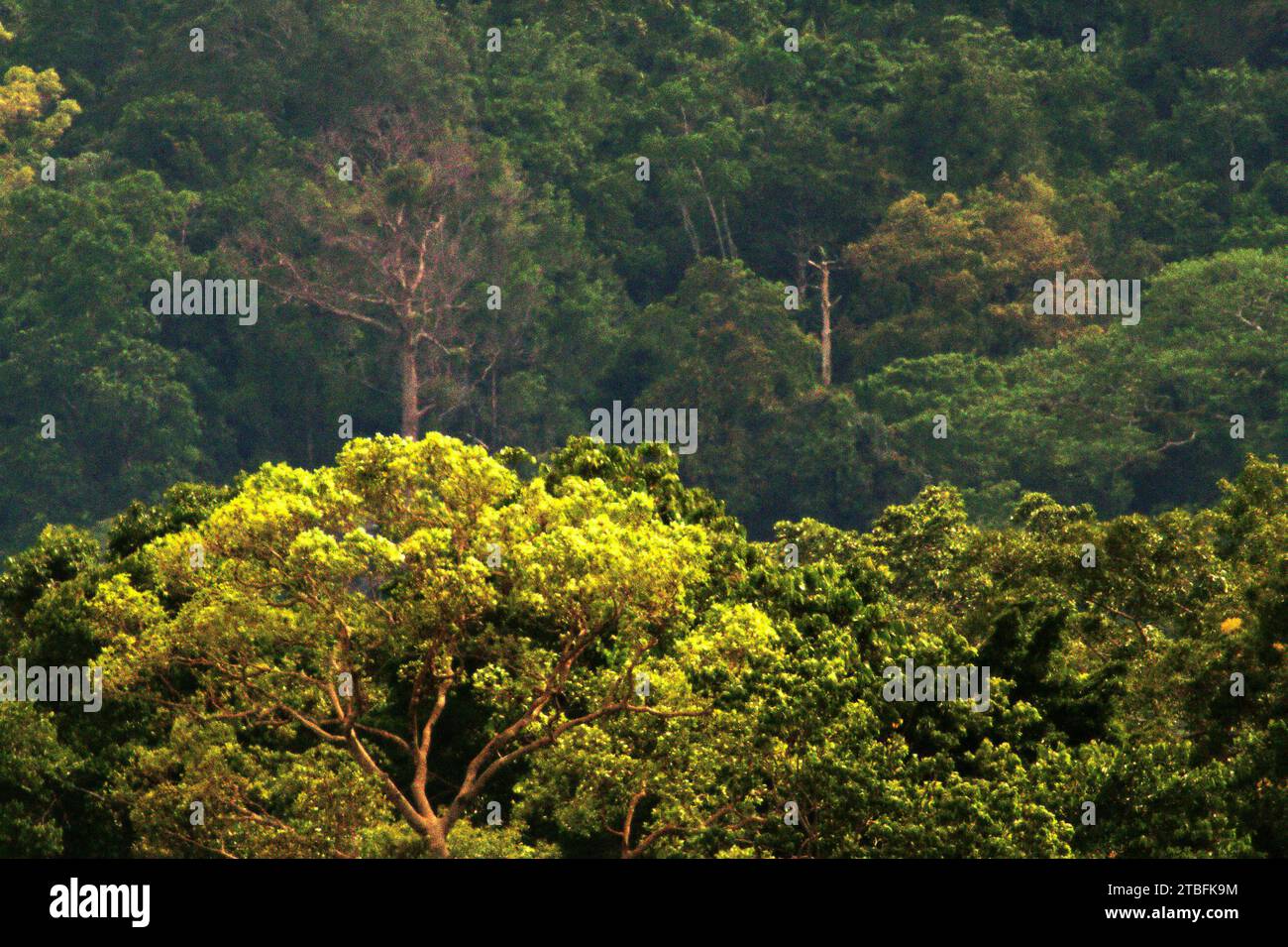 Rainforest microclimate warming hi-res stock photography and images - Alamy