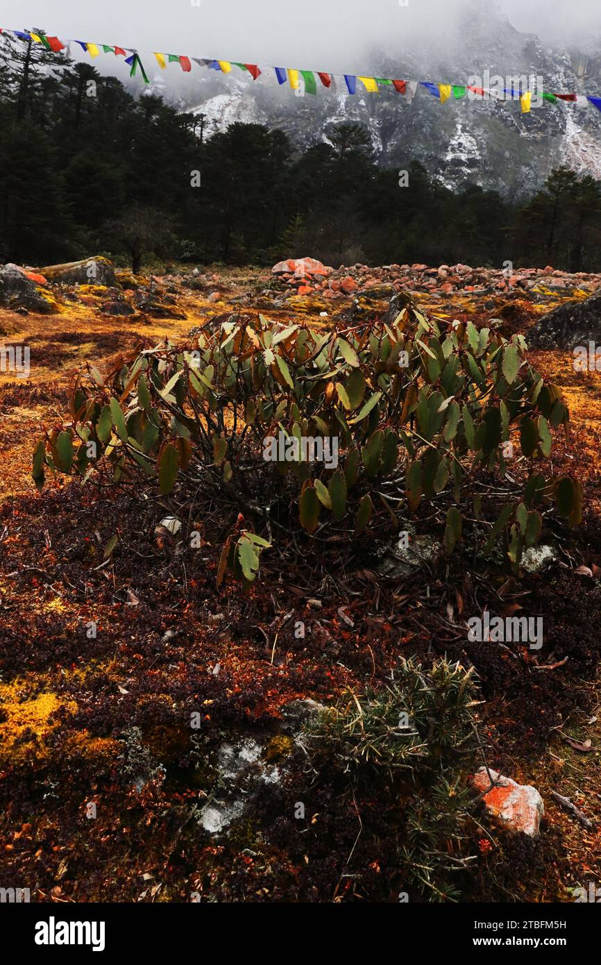 beautiful wild alpine forest near yumthang valley in autumn season ...