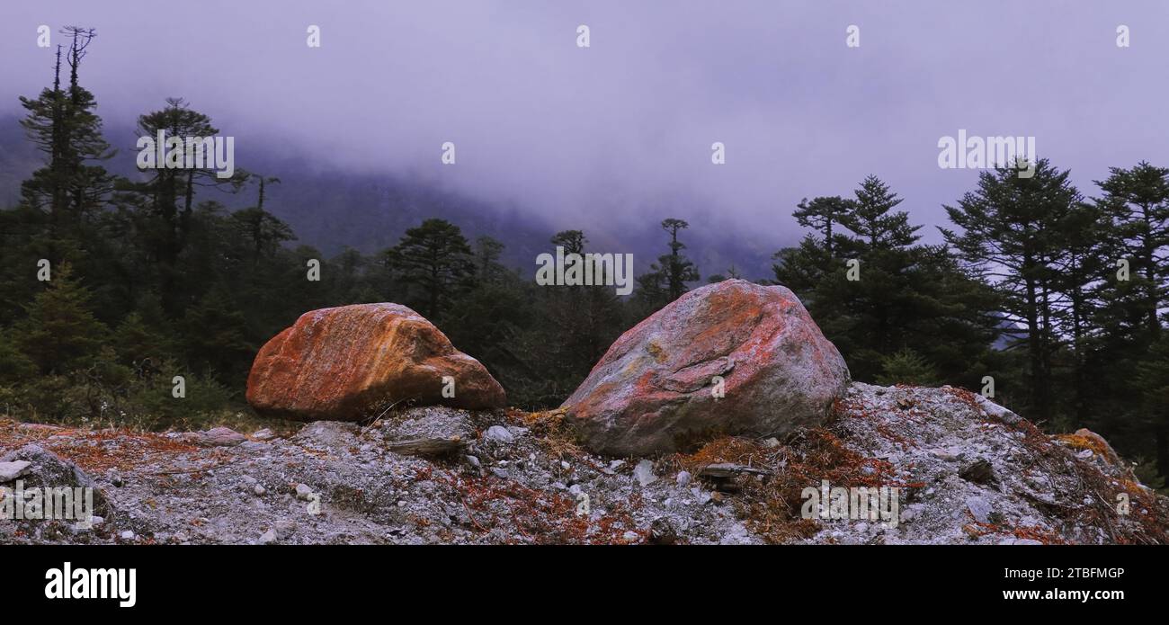 beautiful wild alpine forest near yumthang valley in autumn season ...