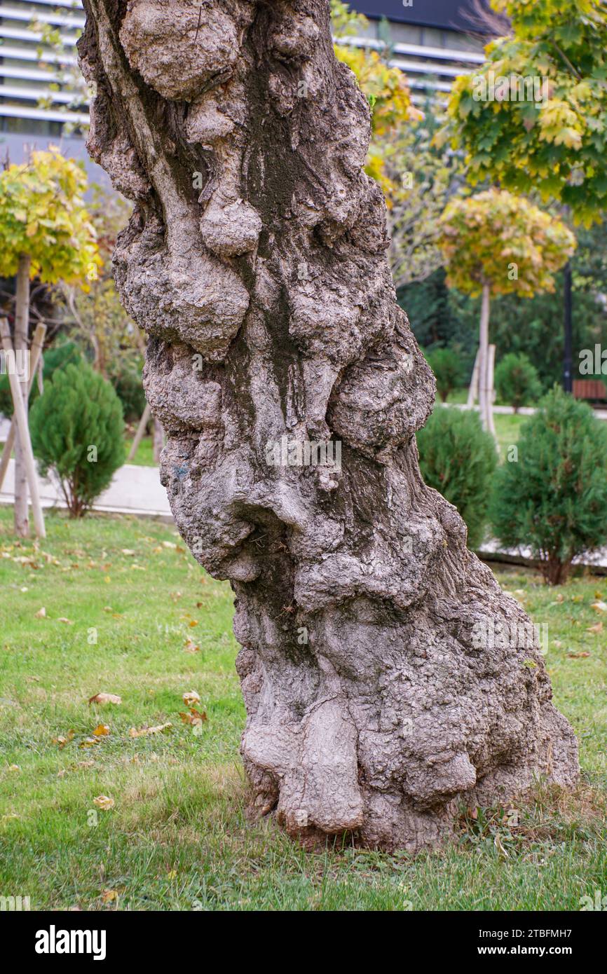 Burr oak trunk hi-res stock photography and images - Alamy