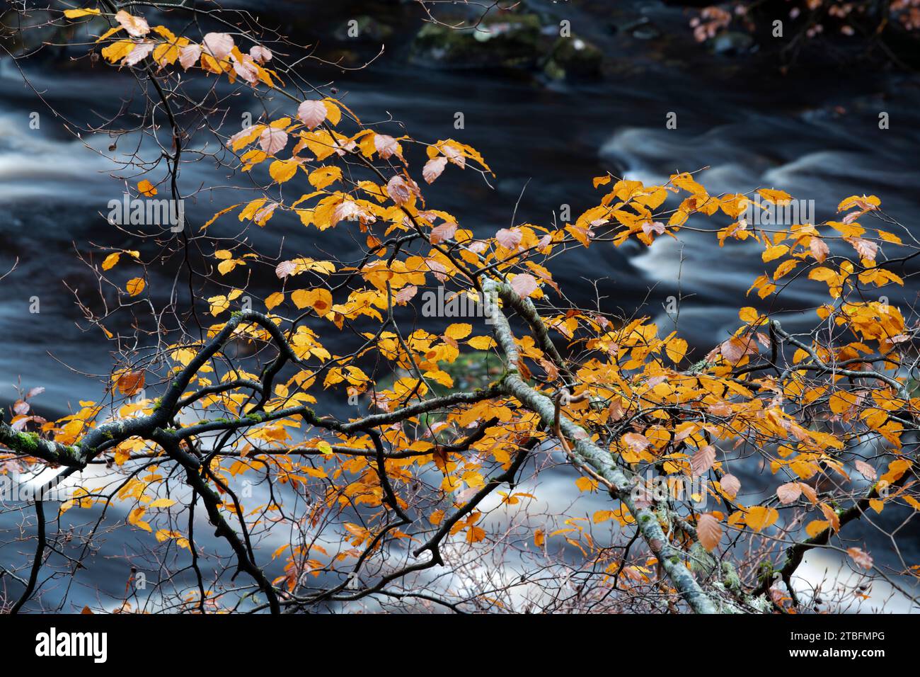Betula Pendula. Autumn Silver Birch tree leaves in front of a Scottish ...