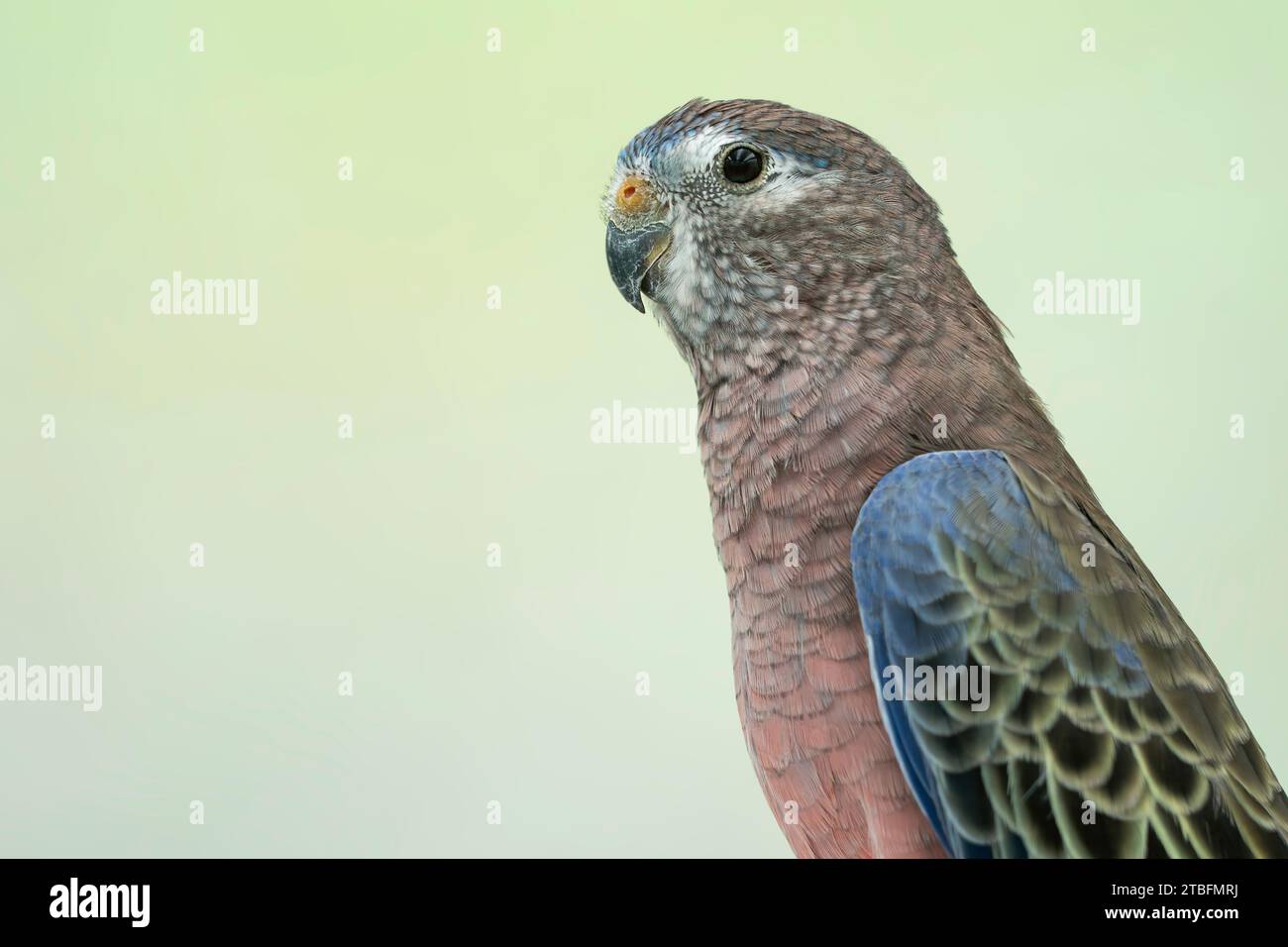 Bourkes parrot hi-res stock photography and images - Alamy