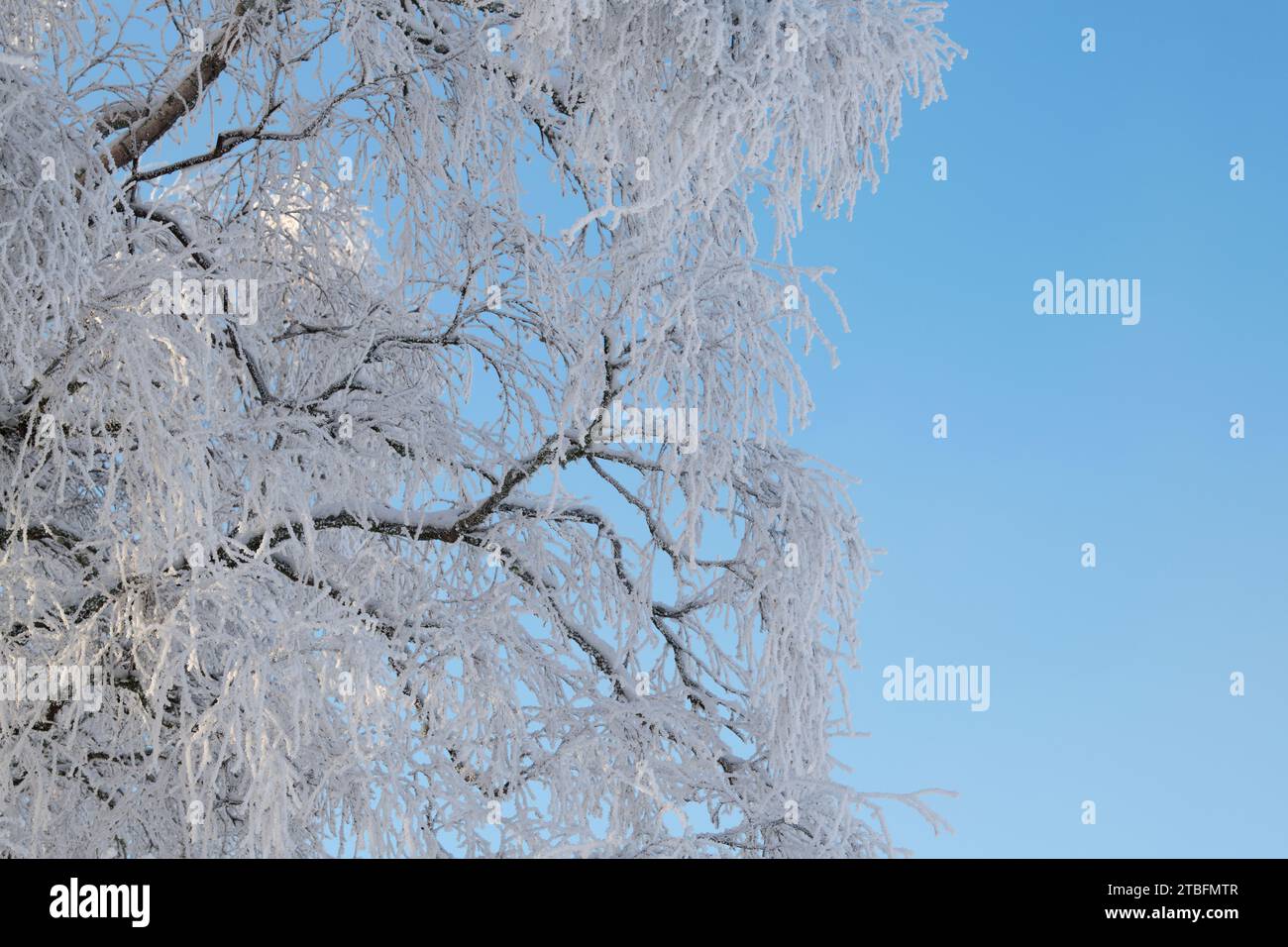 Betula Pendula. Frozen snow covered silver birch tree branches ...