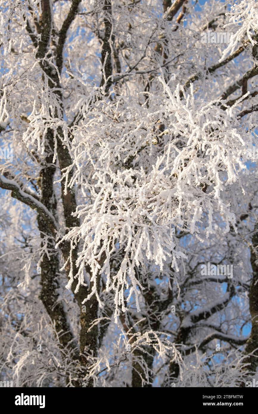 Betula Pendula. Frozen snow covered silver birch tree branches ...