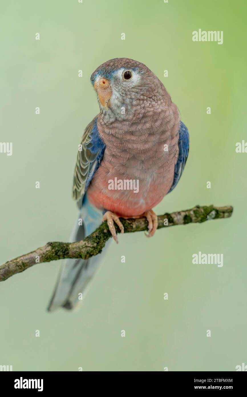 Bourkes parrot hi-res stock photography and images - Alamy