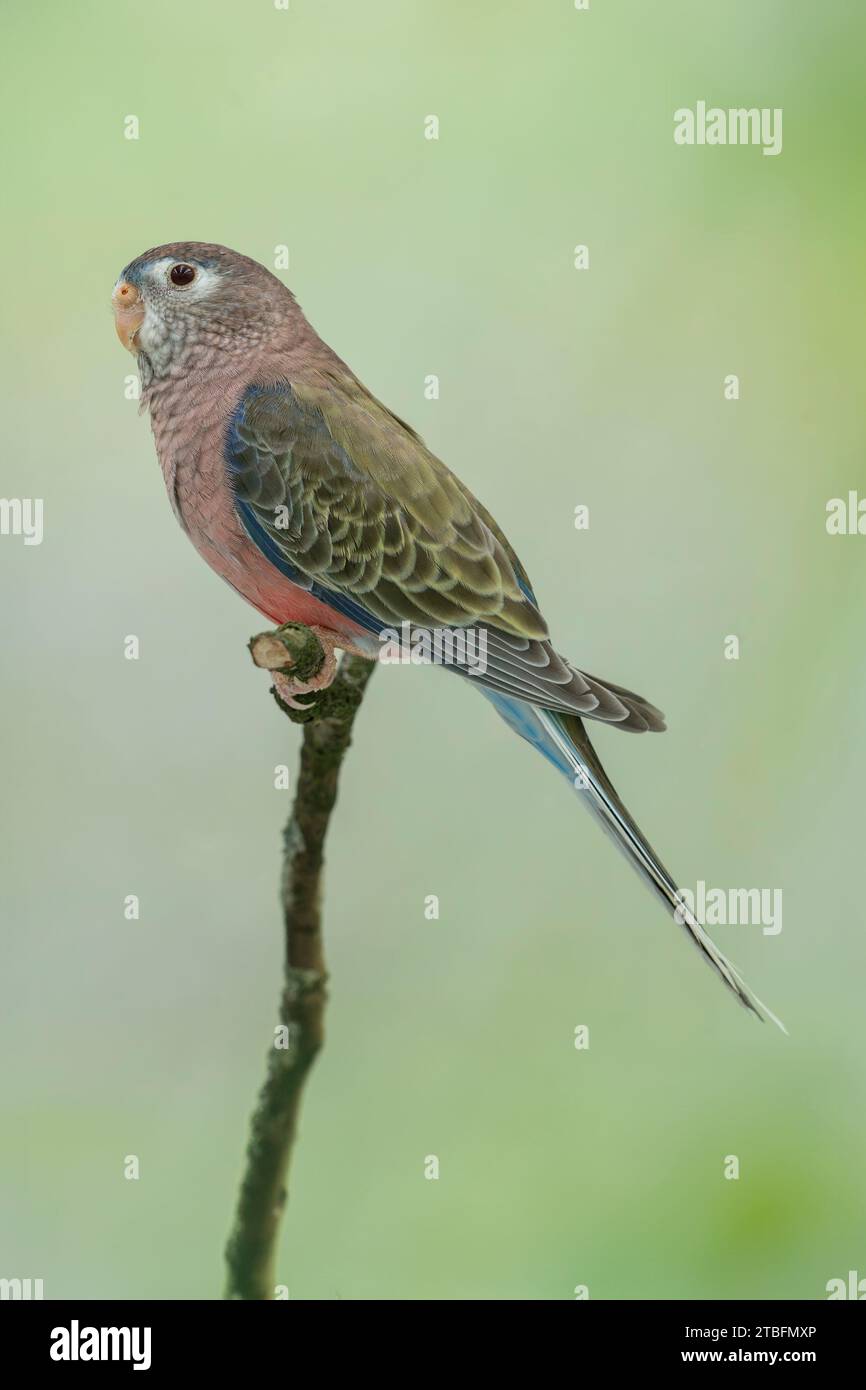 Bourke's parrot pale fallow mutation, Neopsephotus bourkii Stock Photo ...