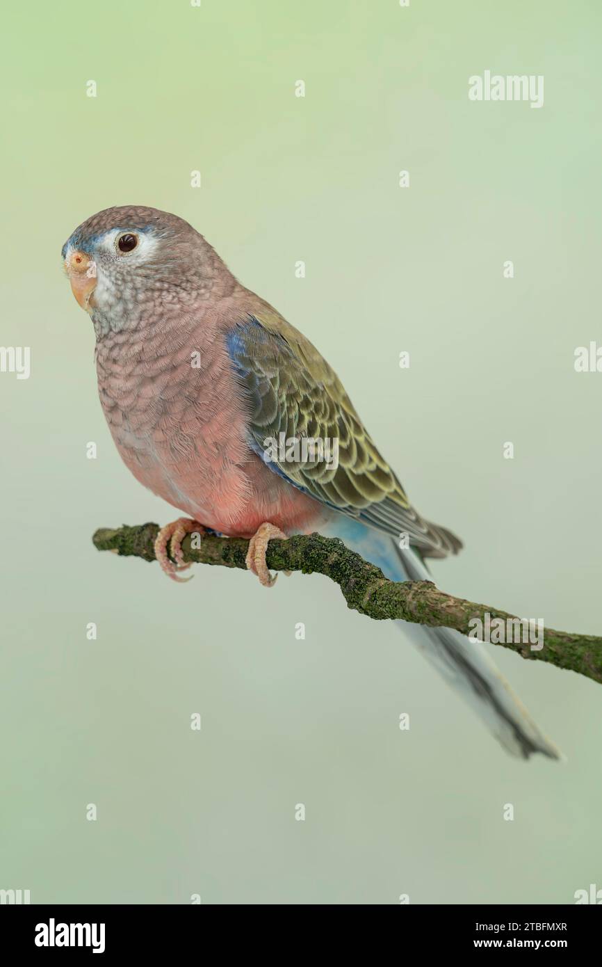 Bourkes parrot hi-res stock photography and images - Alamy