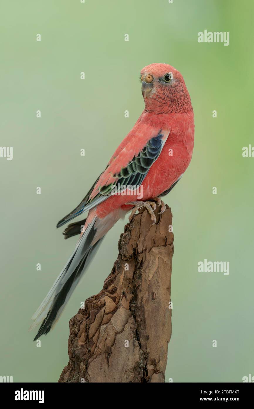 Bourkes parrot hi-res stock photography and images - Alamy