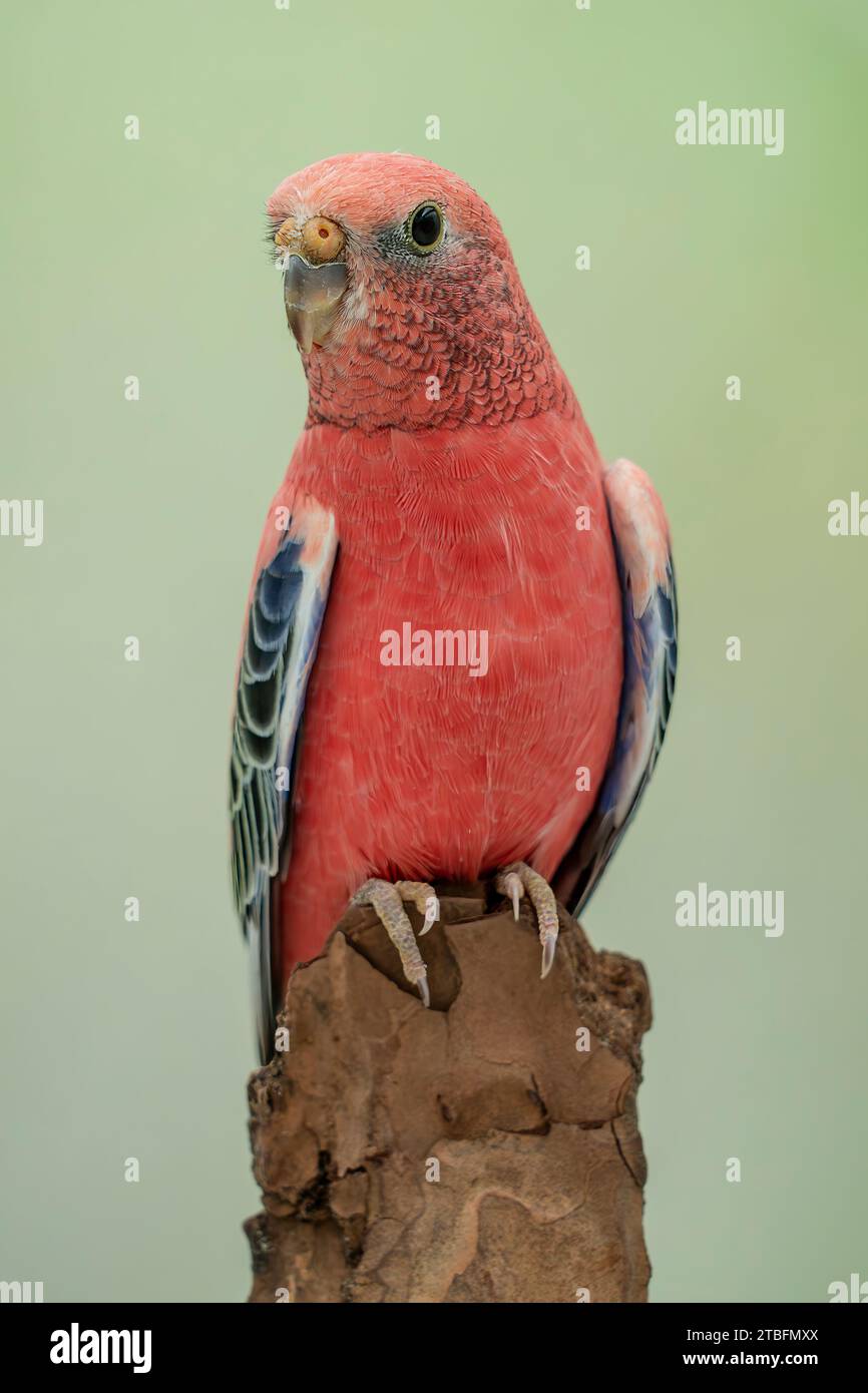 Bourkes parrot hi-res stock photography and images - Alamy
